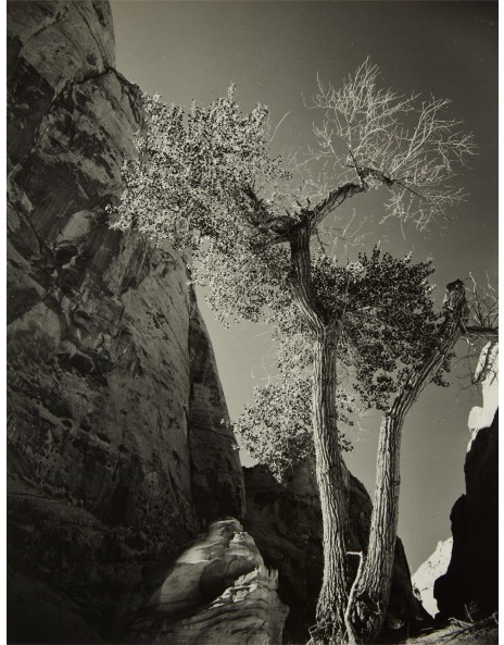 Minor White Nature Photography