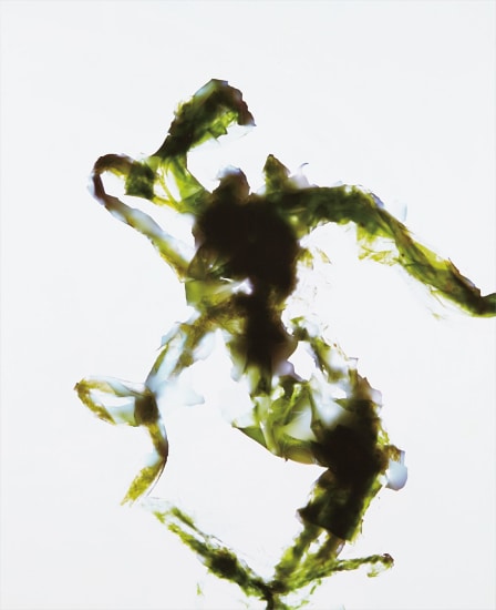 Adam Fuss - New Now New York Thursday, September 17, 2015 | Phillips