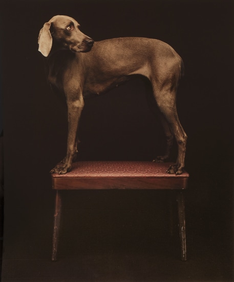 William Wegman - Photographs New York Thursday, April 8, 2021 | Phillips