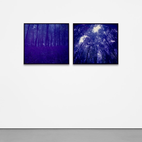 Susan Derges - Reframing Beauty: A Private Seattle Collection New York ...