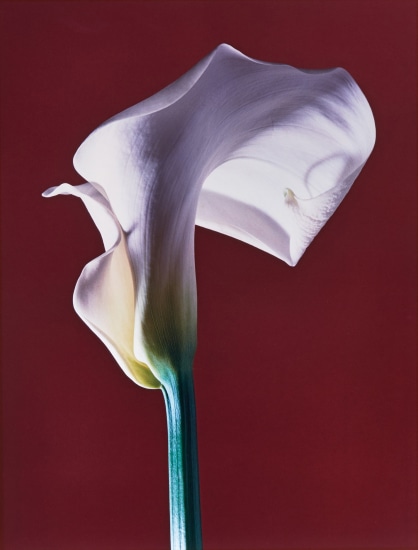 Calla Lily - Robert Mapplethorpe | Barnebys