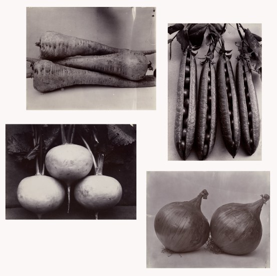 Charles Jones - Photographs New York Wednesday, October 11, 2023 | Phillips