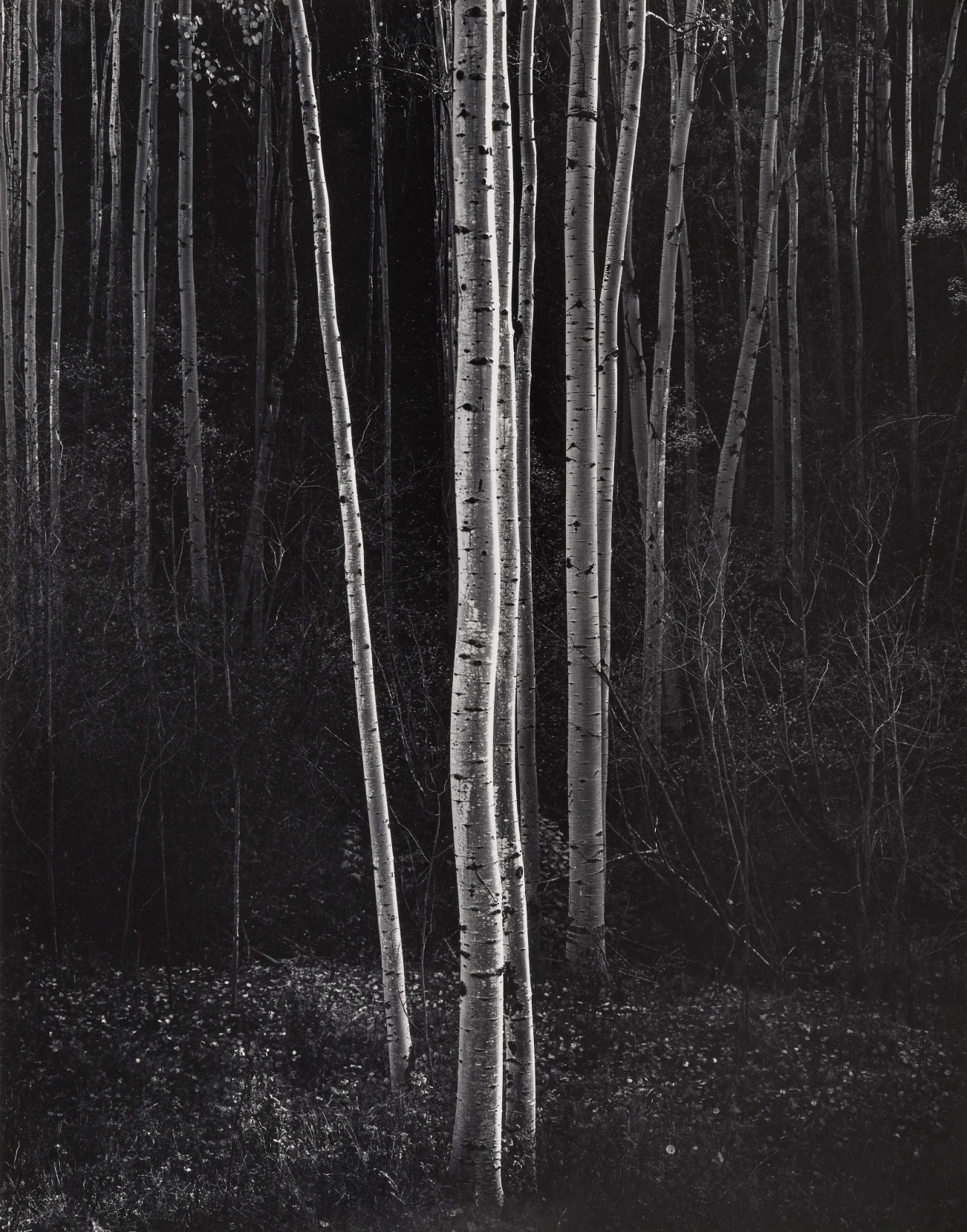 Ansel Adams Photographs