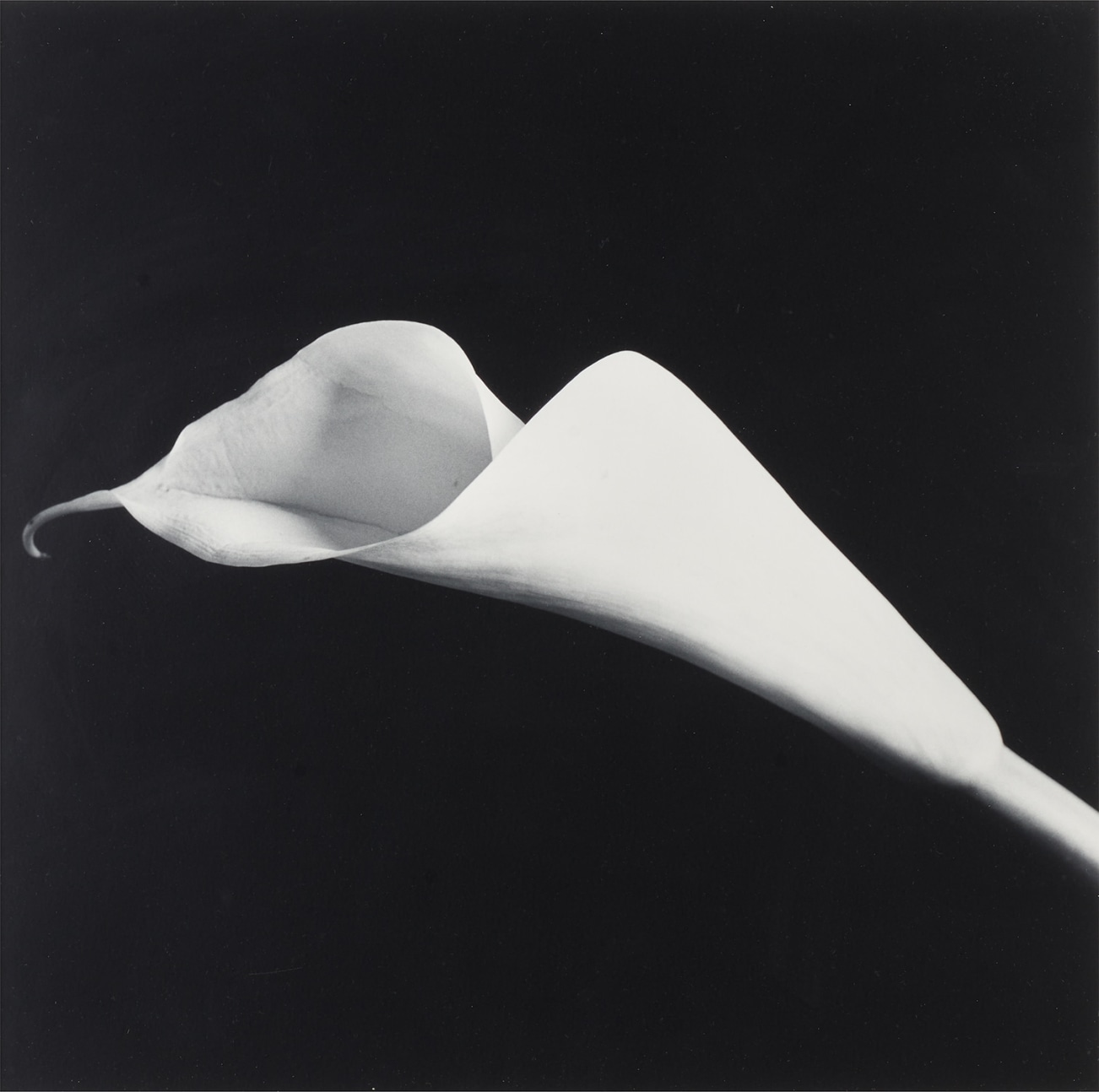 Robert Mapplethorpe - Photographs, London Thursday, November 21, 2024 ...