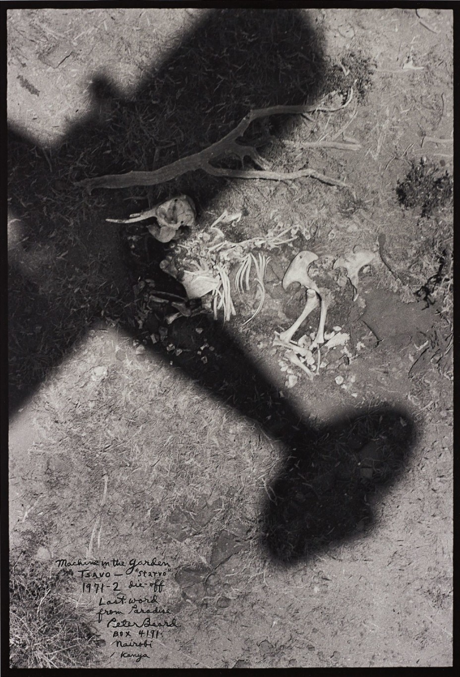 Peter Beard Photographs