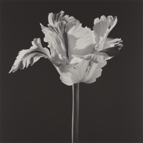 Robert Mapplethorpe Photographs