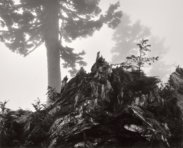 Ansel Adams Photographs